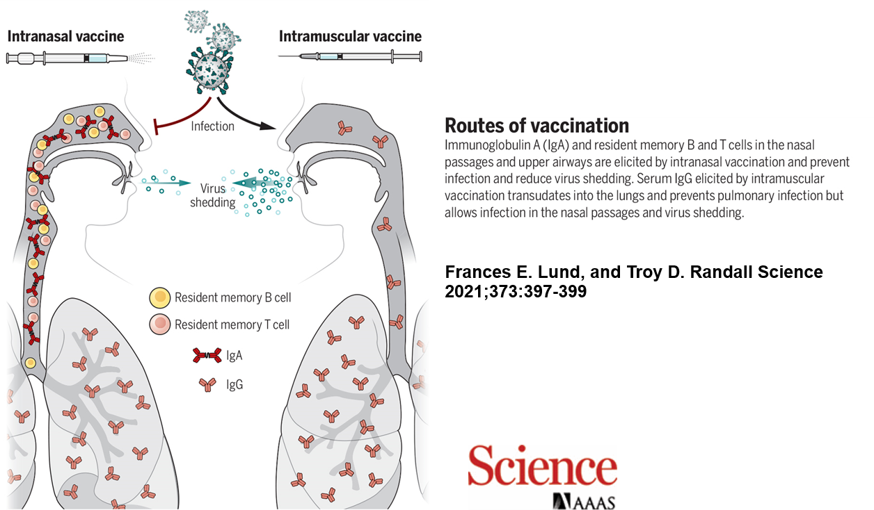 Intranasal Vaccines